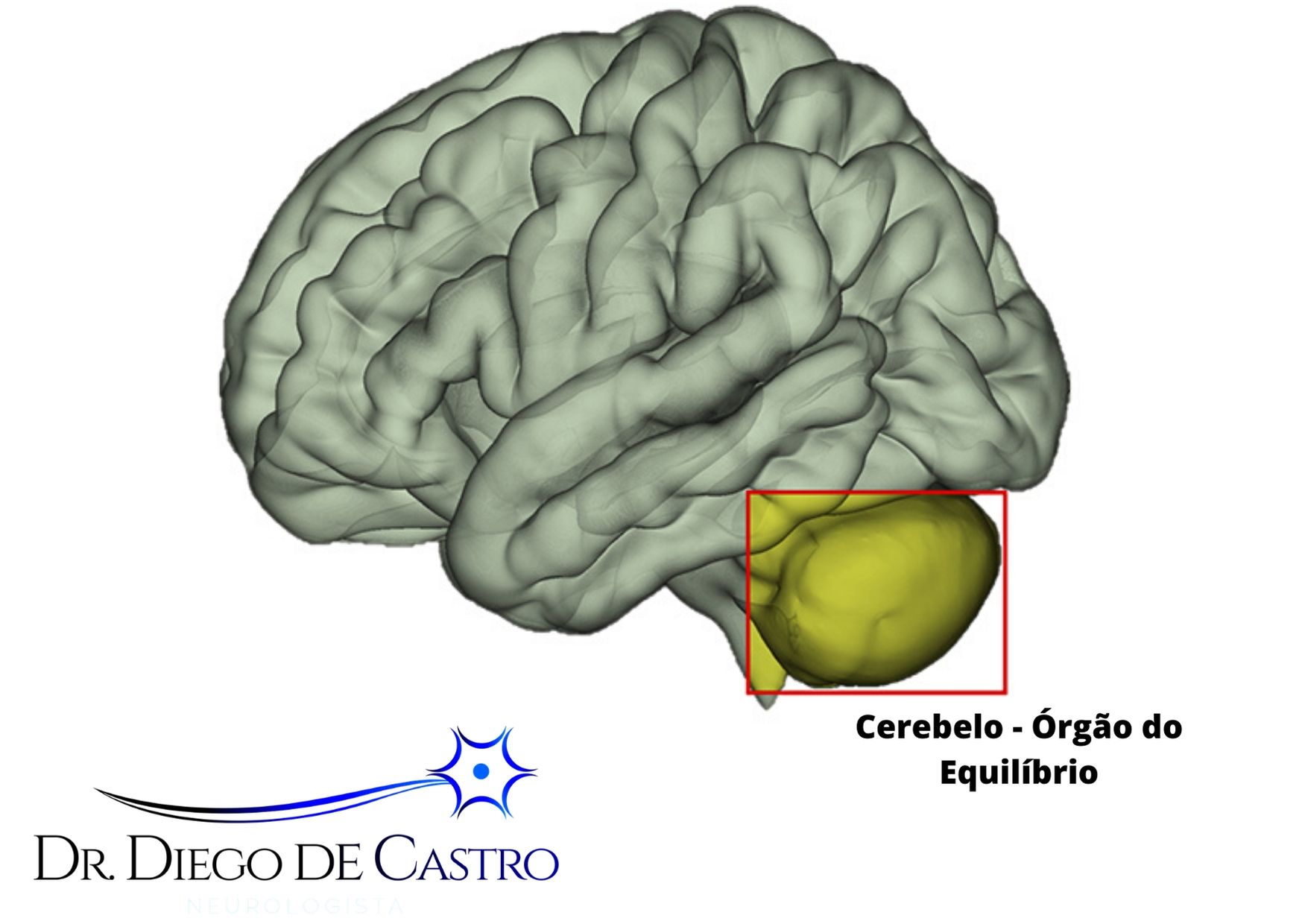Neurologista Especialista em Ataxia | Ataxia - O que é? - Dr Diego de ...